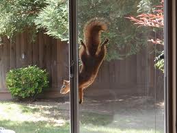 Squirrel Control – Wildlife Control – South Bend